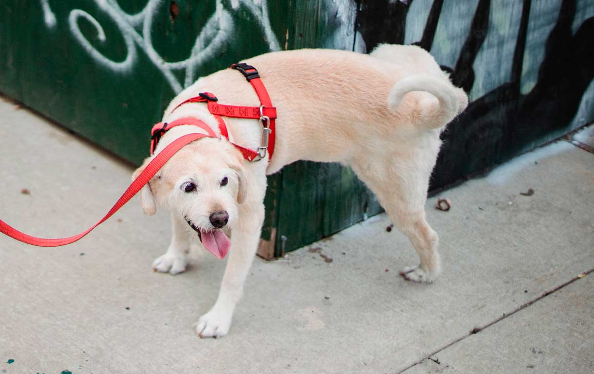 Como limpiar el pipí de perro - Limpiezas RayBa